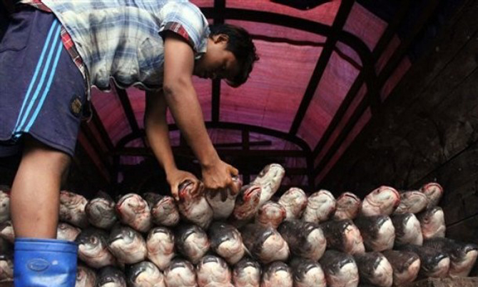 Seafood Processing Plants Shut Down, as Low Dollar Takes its Toll